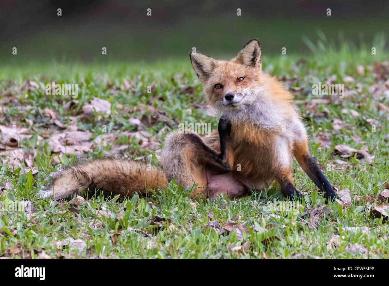Female red fox in spring Stock Photo - Alamy