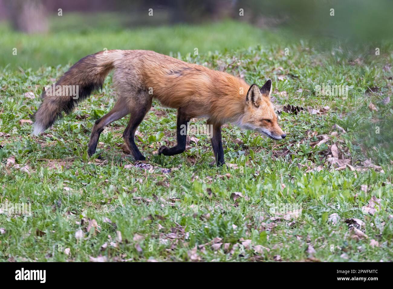 Female red fox in spring Stock Photo - Alamy