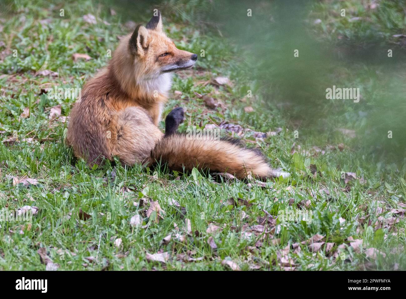 Female red fox in spring Stock Photo - Alamy