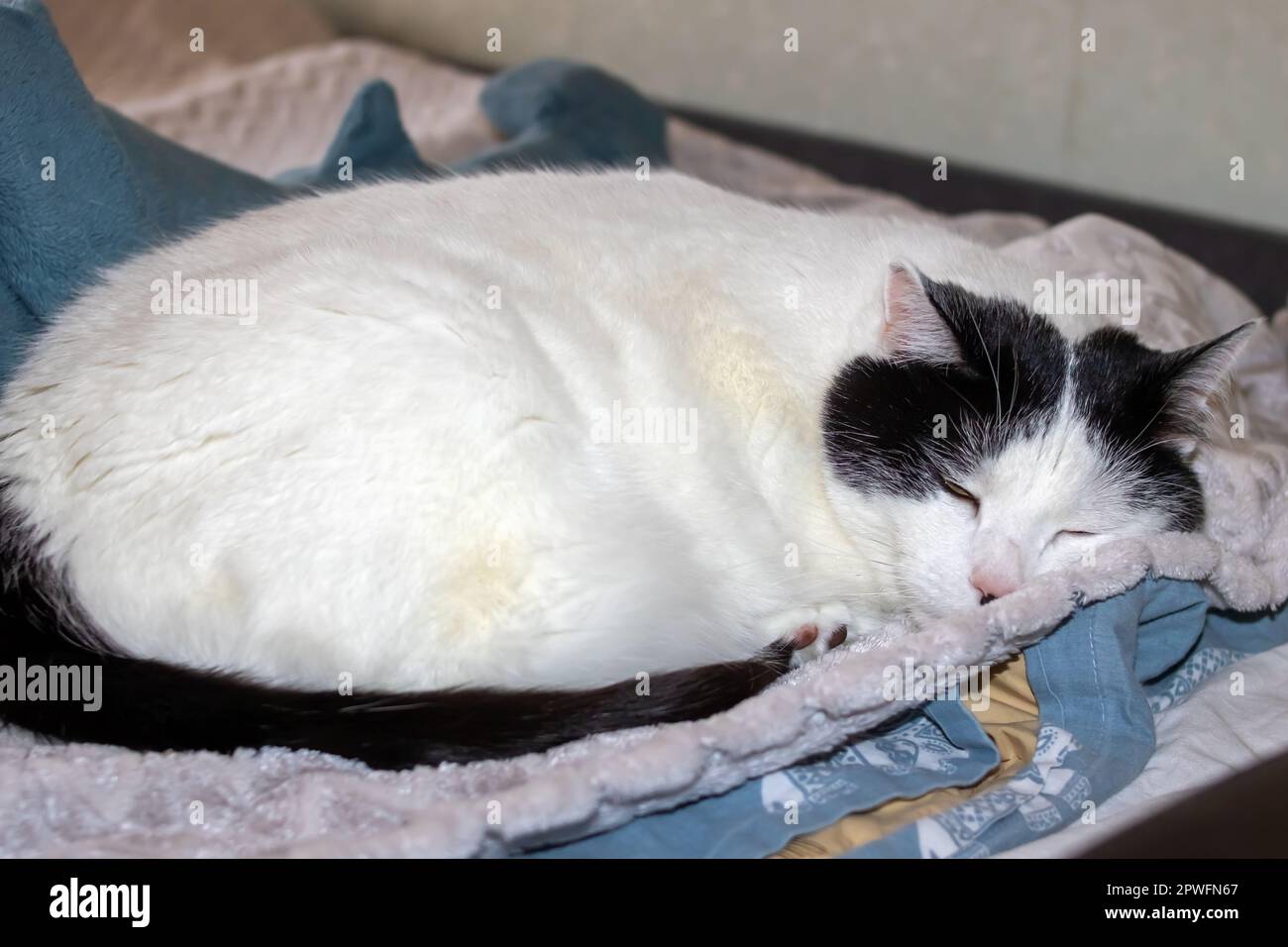 A fat white cat sleeps on a bed Stock Photo - Alamy