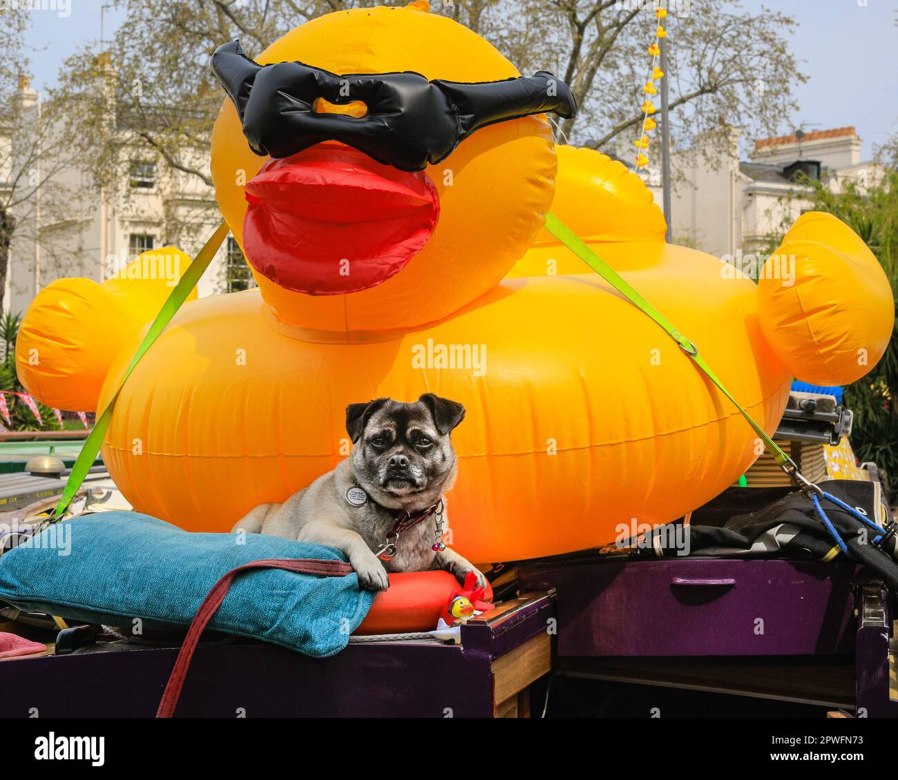 London, UK, 30th April 2023. Ozzie, a pug cross, guards a giant ...
