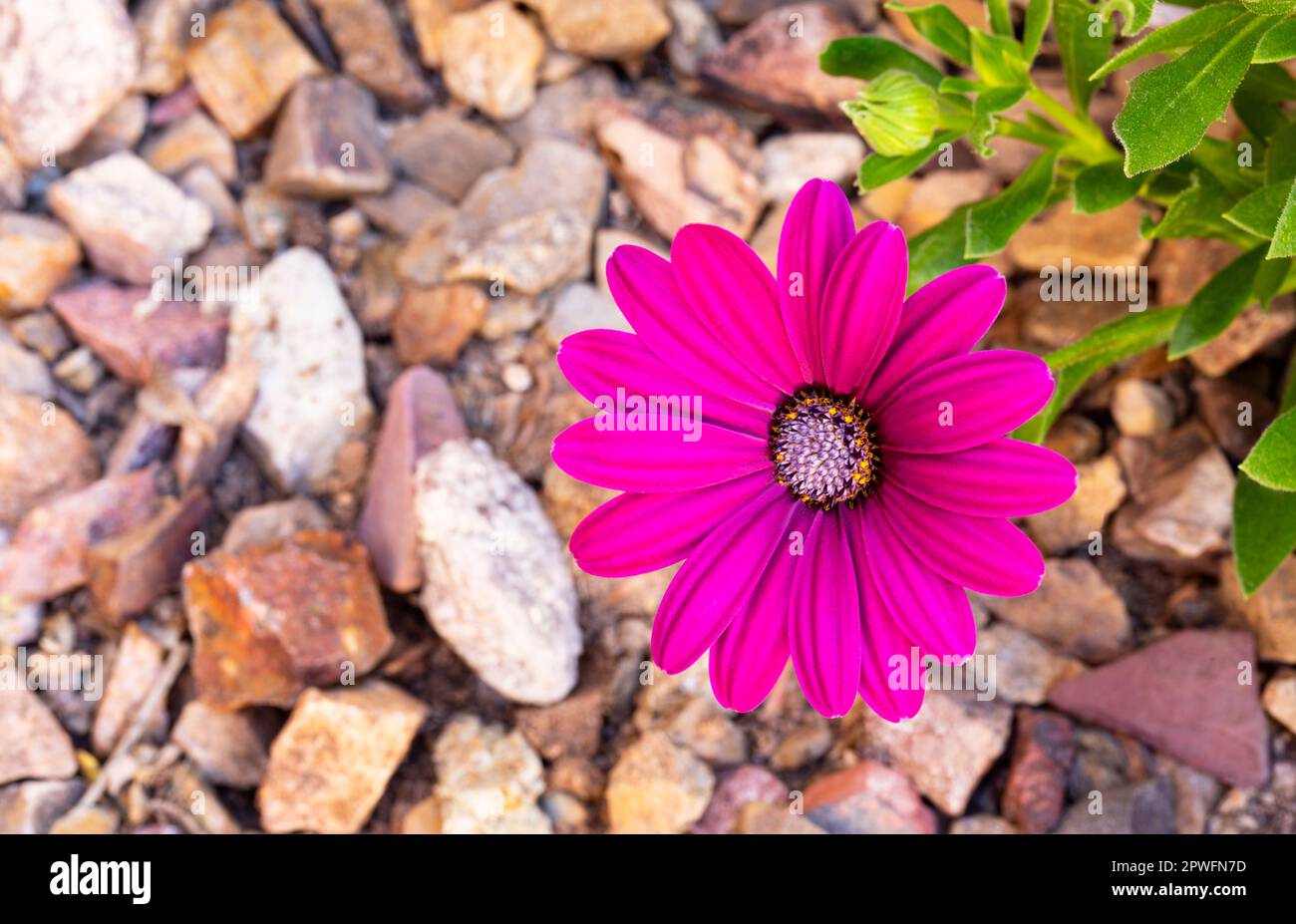 Bright petals of gazania blossom brings cheerful pink hues of color to ...