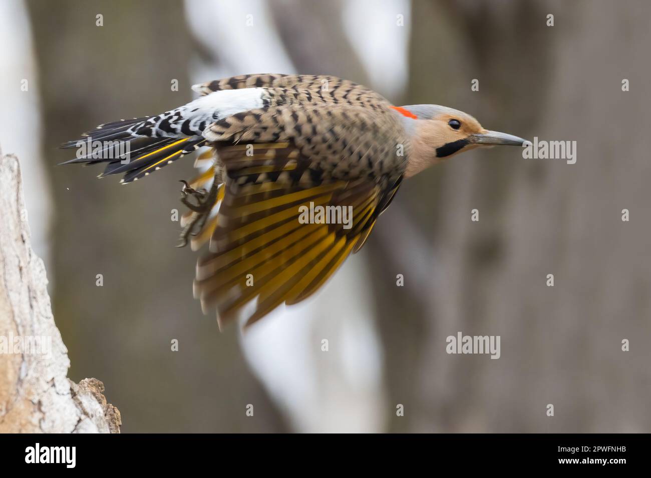 Male northern flicker or common flicker (Colaptes auratus) in flight ...
