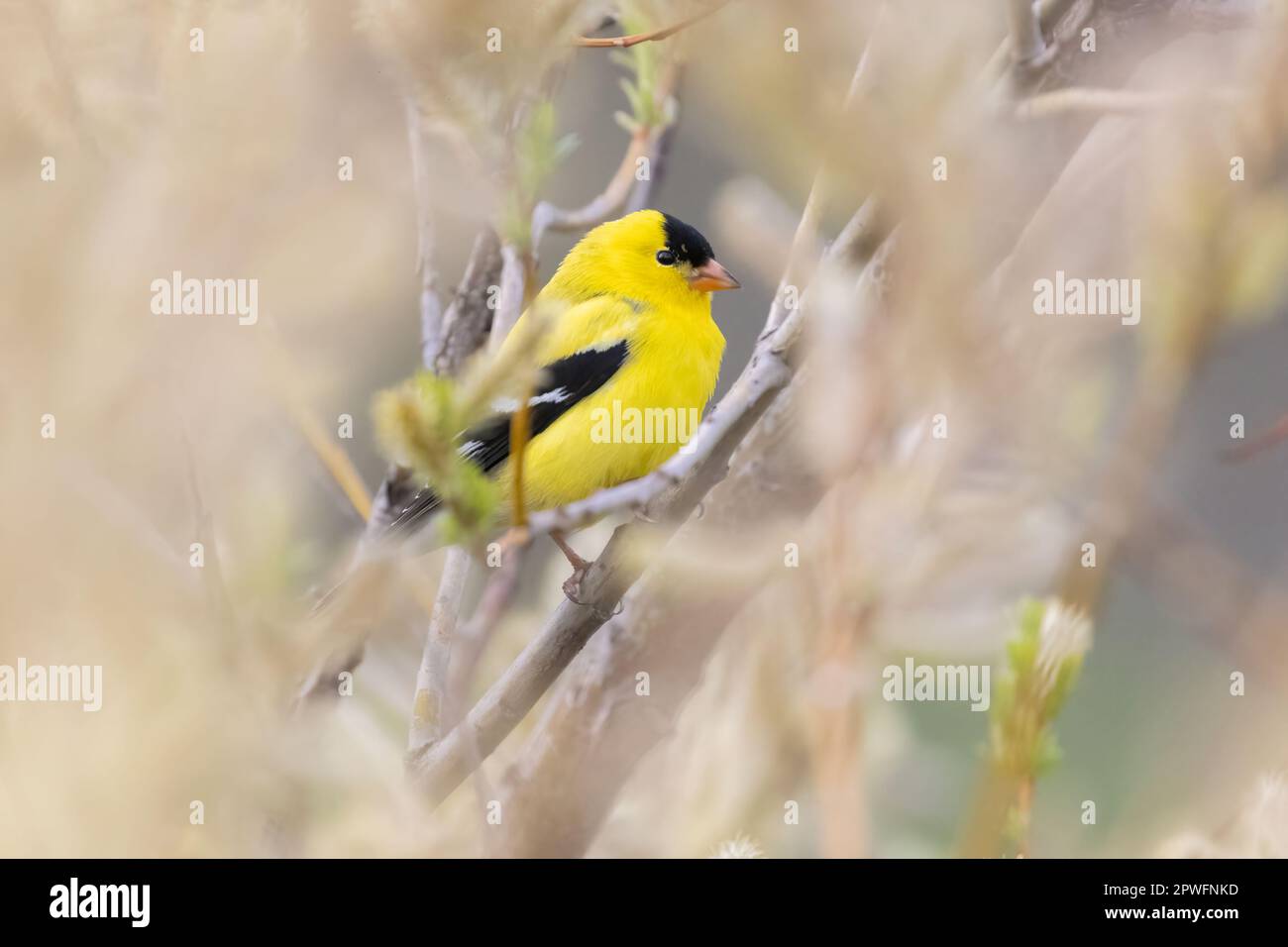 Male American goldfinch (Spinus tristis)in spring Stock Photo - Alamy