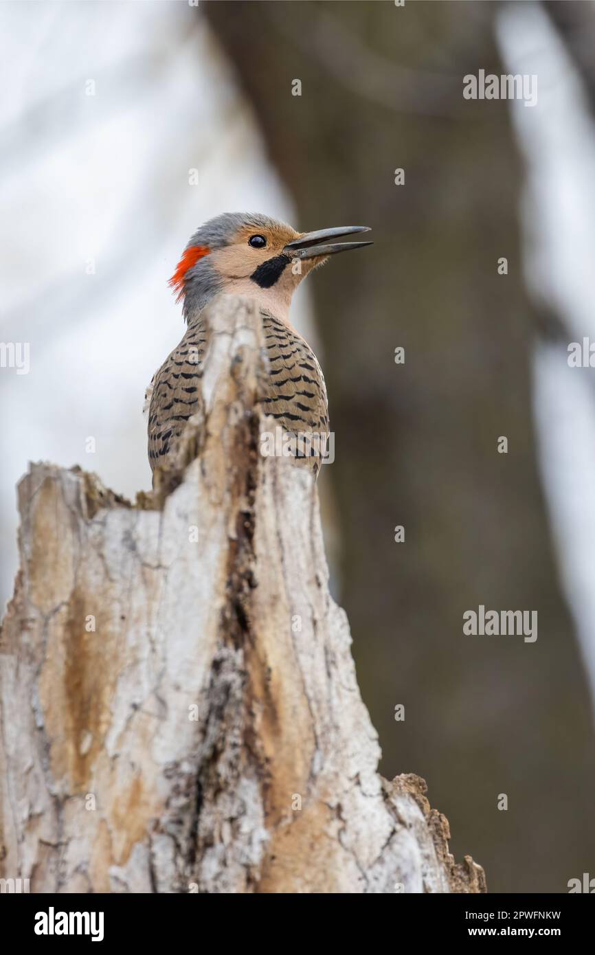 Male northern flicker or common flicker (Colaptes auratus) in flight ...