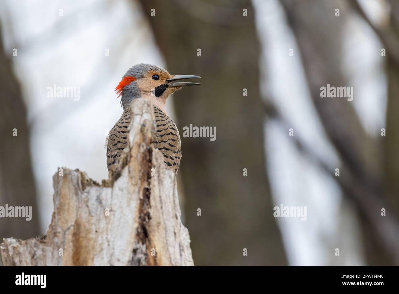 Male northern flicker or common flicker (Colaptes auratus) in flight ...
