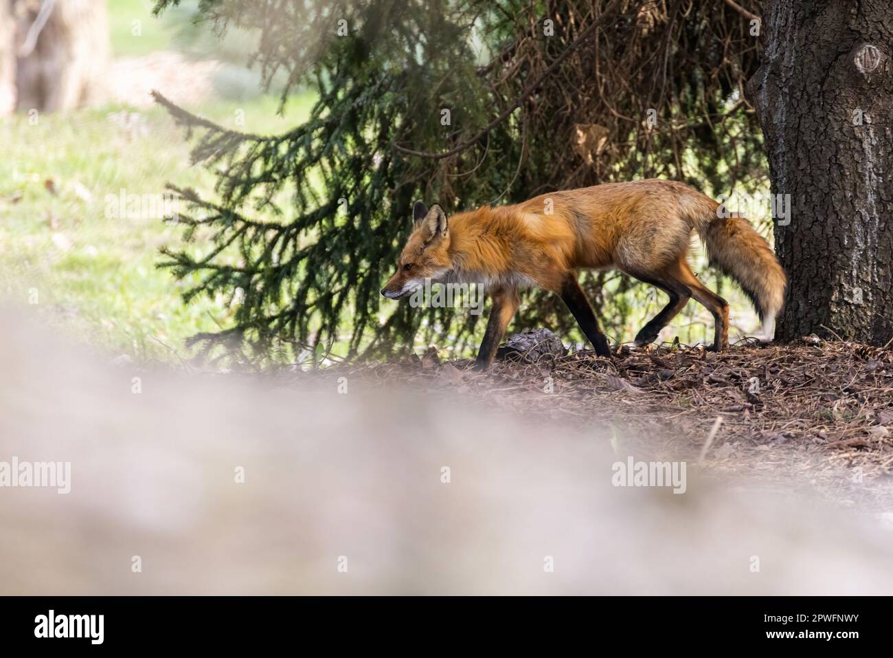 Female red fox in spring Stock Photo - Alamy