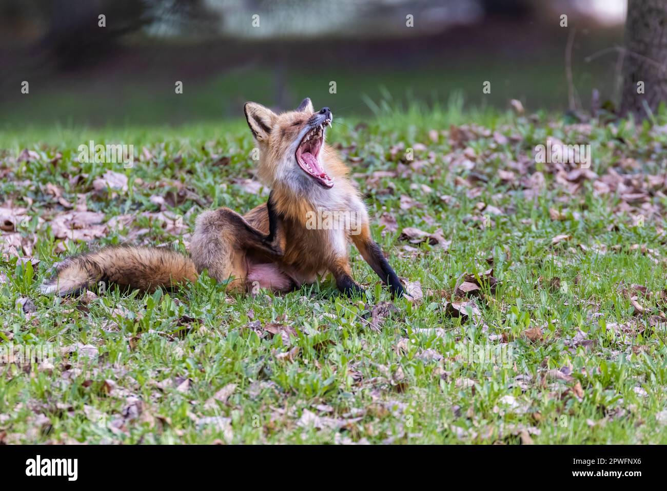 Female red fox in spring Stock Photo - Alamy