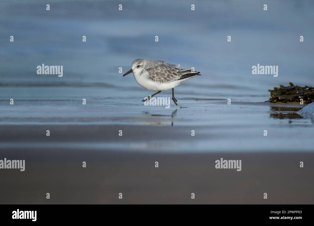 Sanderling, Calidris alba, on the beach in the winter in the uk Stock ...