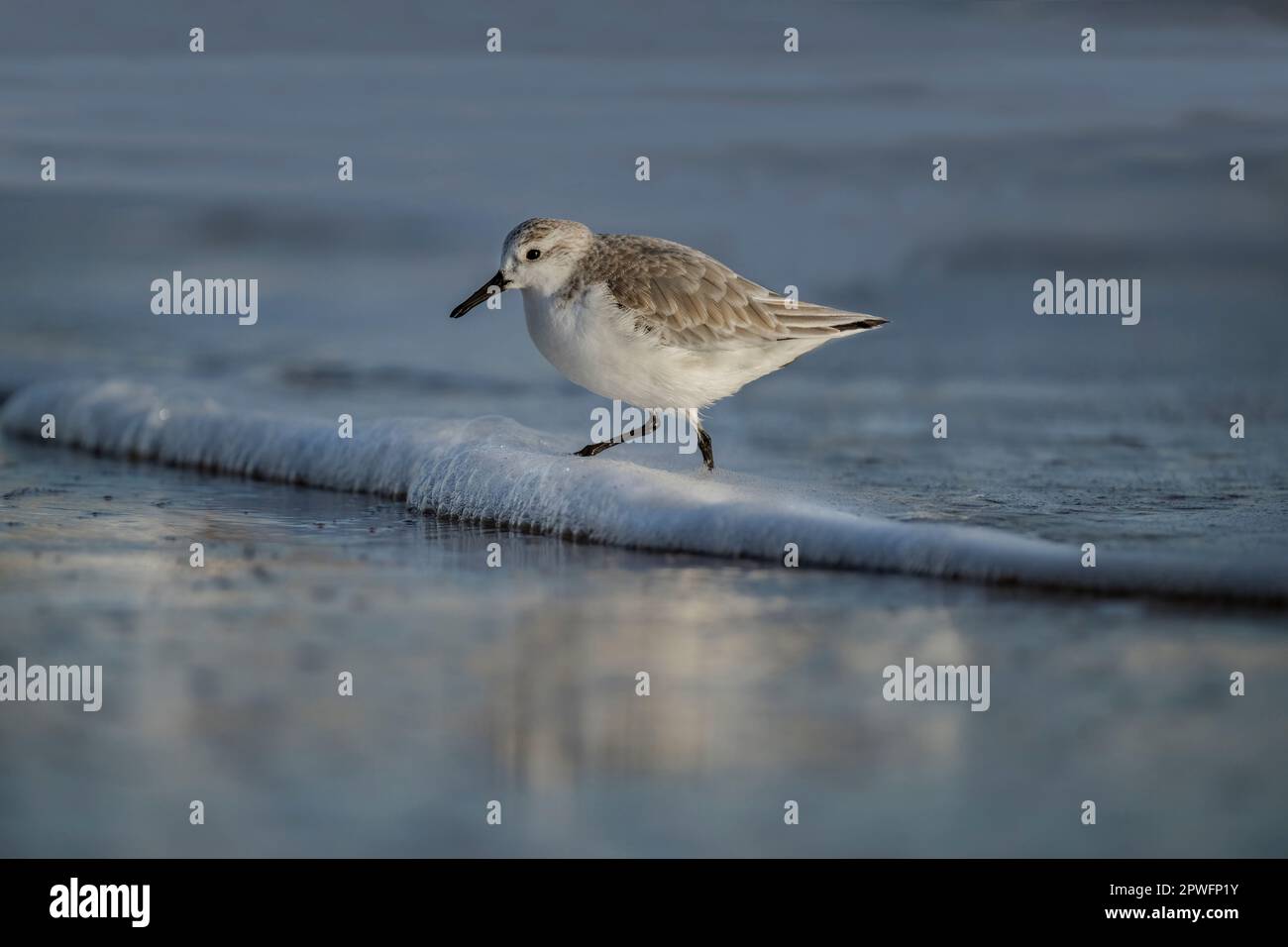 Sanderling, Calidris alba, on the beach in the winter in the uk Stock ...