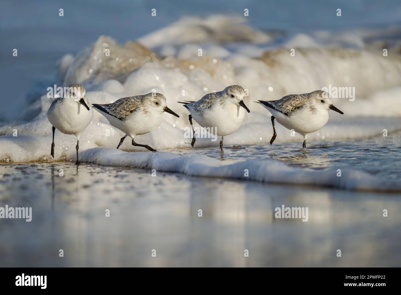 Sanderling, Calidris alba, on the beach in the winter in the uk Stock ...