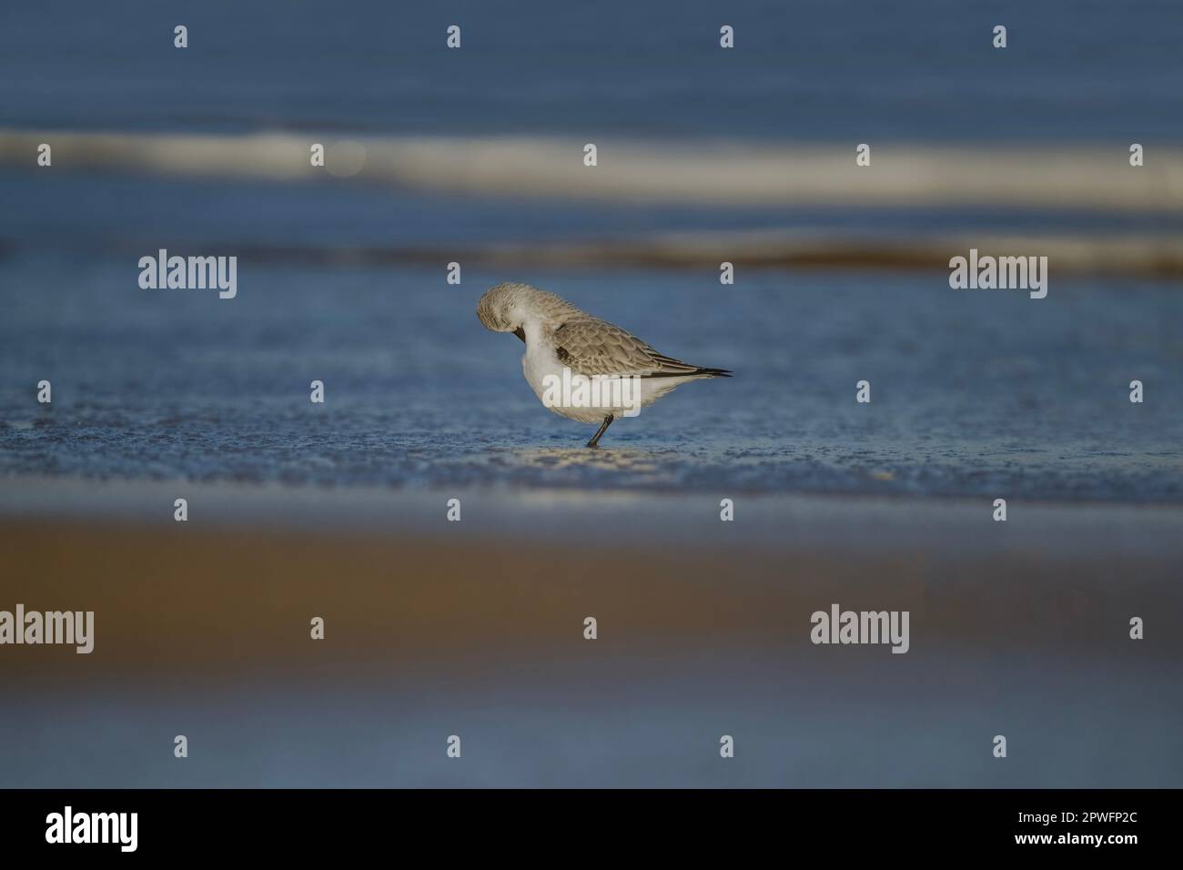 Sanderling, Calidris alba, on the beach in the winter in the uk Stock ...