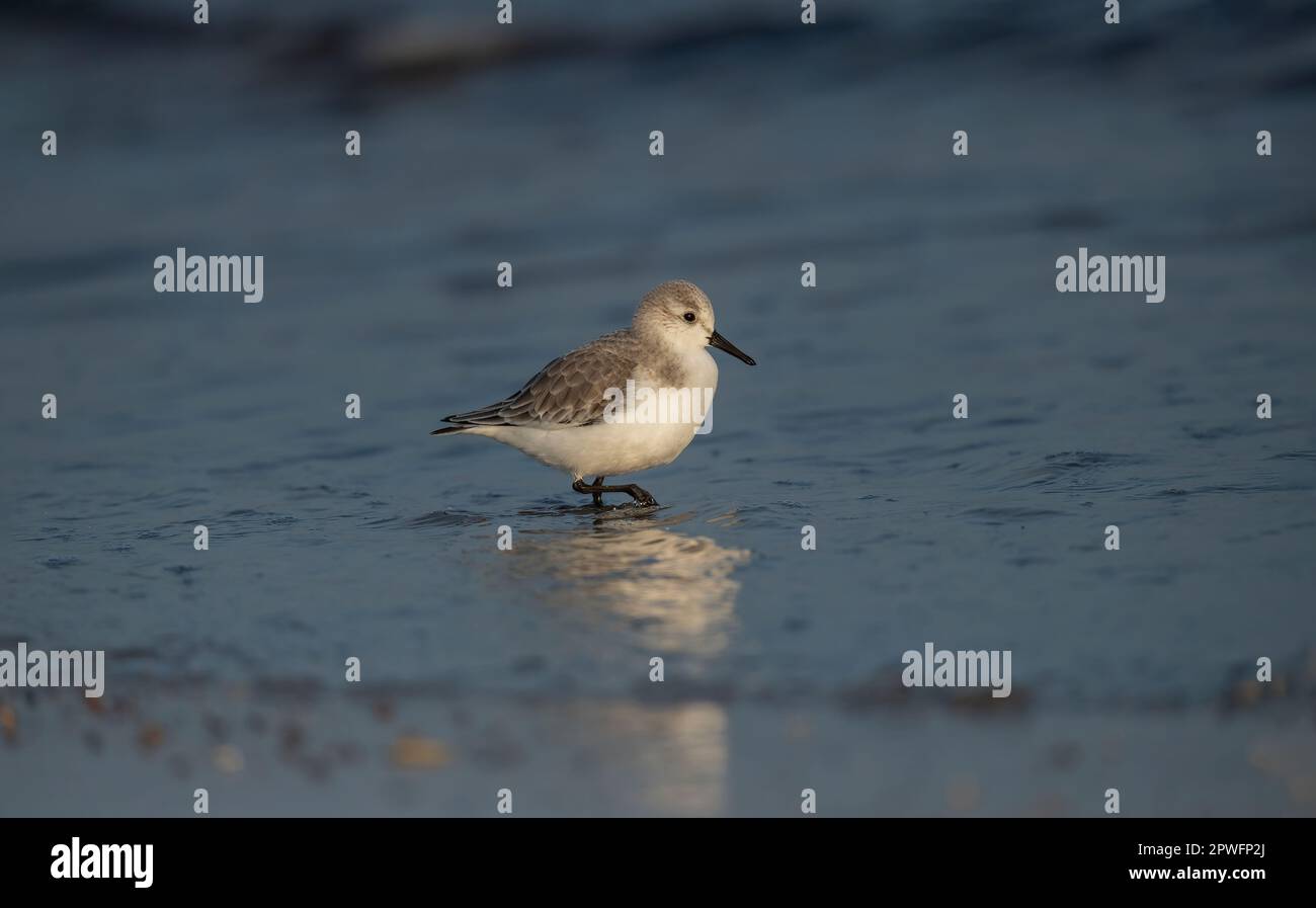 Sanderling, Calidris alba, on the beach in the winter in the uk Stock ...