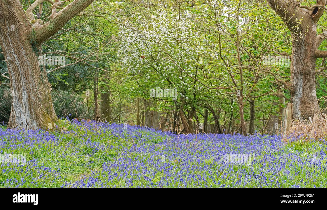 Bluebells in Roydon Woods, New Forest, Hampshire Stock Photo - Alamy