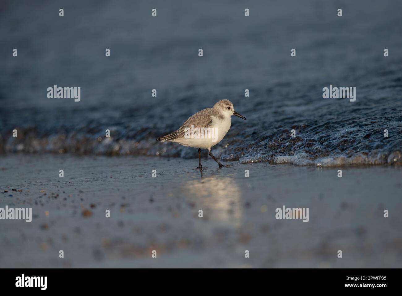 Sanderling, Calidris alba, on the beach in the winter in the uk Stock ...