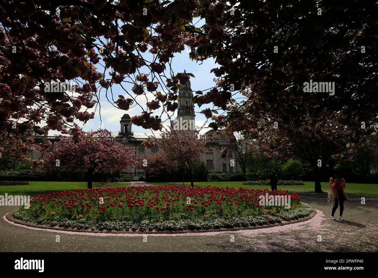 Red tulip flower bed, and cherry blossom,Alexandra Gardens, Cathays ...