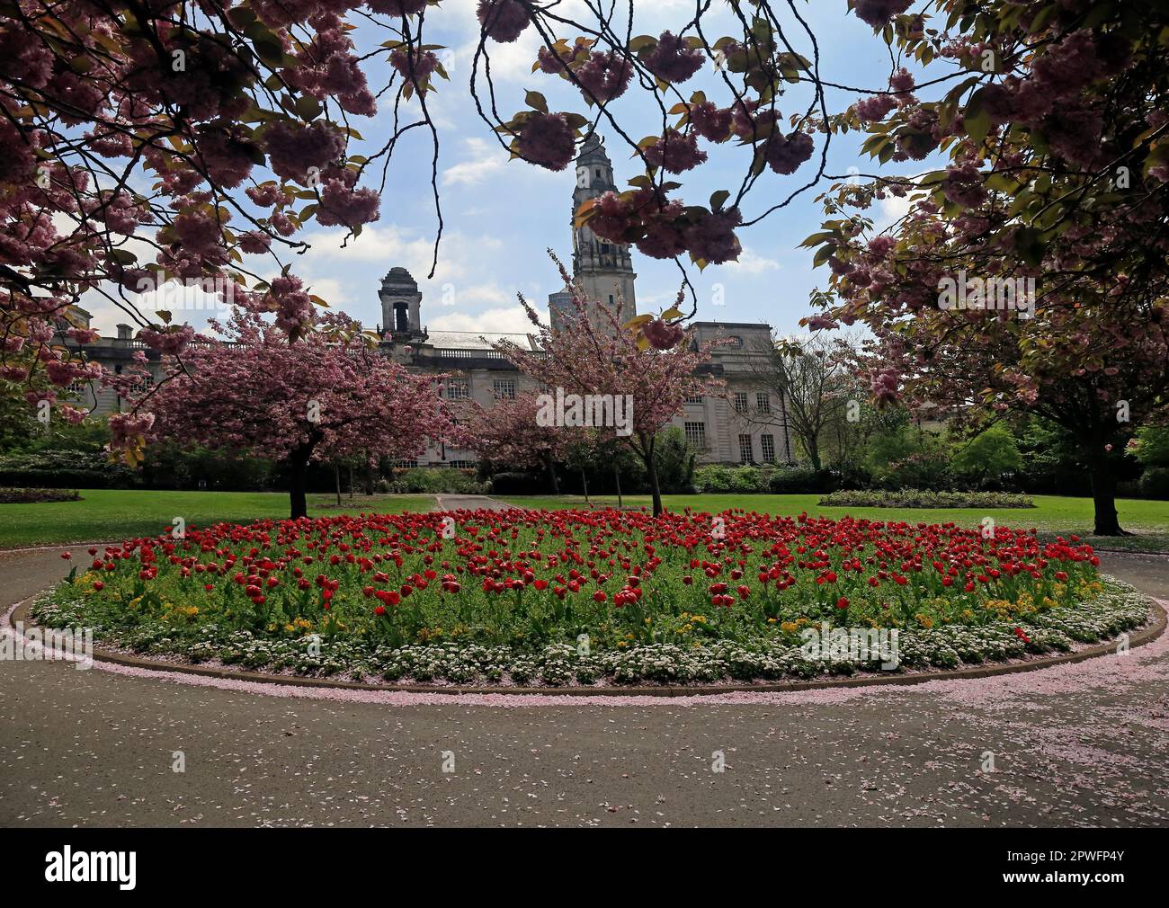 Red tulip flower bed, and cherry blossom,Alexandra Gardens, Cathays ...