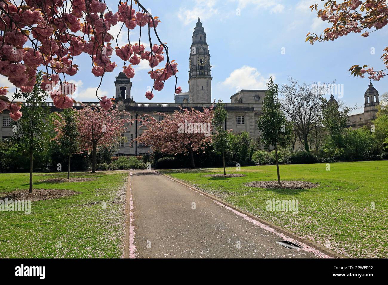 Rear view of City Hall and clock tower, with cherry blossom, Alexandra ...
