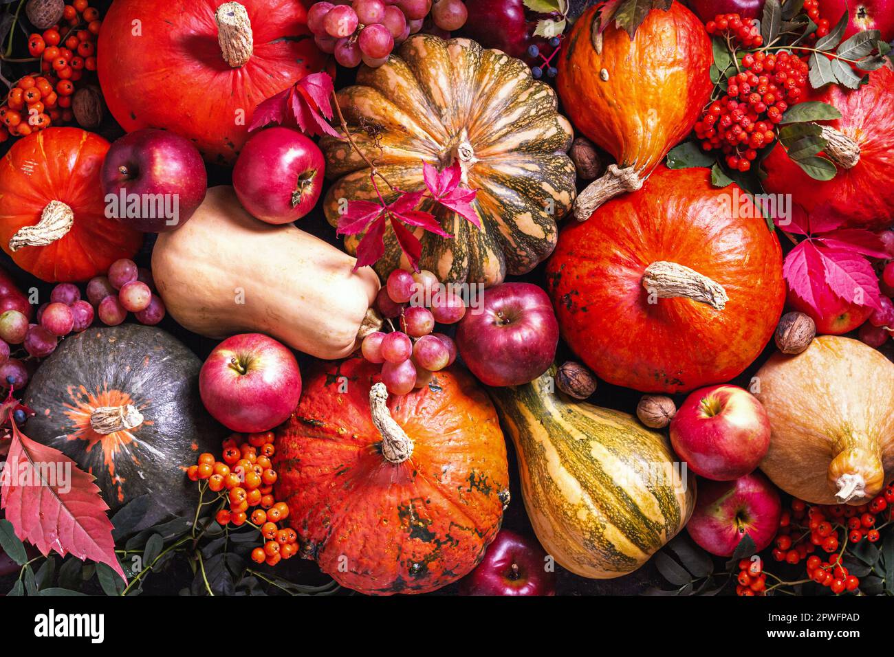 Variety of pumpkins - autumn agricultural still life with cucurbita ...
