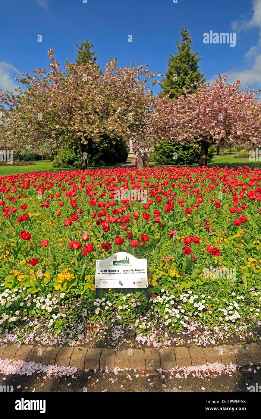 Red tulip flower bed, and cherry blossom, Alexandra Gardens, Cathays ...