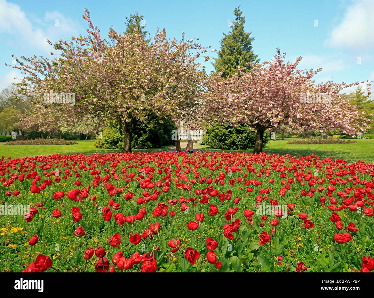 Red tulip flower bed, and cherry blossom,Alexandra Gardens, Cathays ...