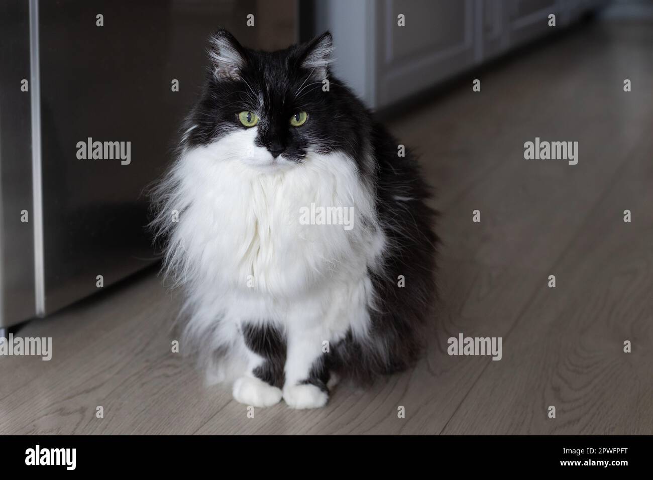 White and black cat sitting near gray fridge in the kitchen Stock Photo ...