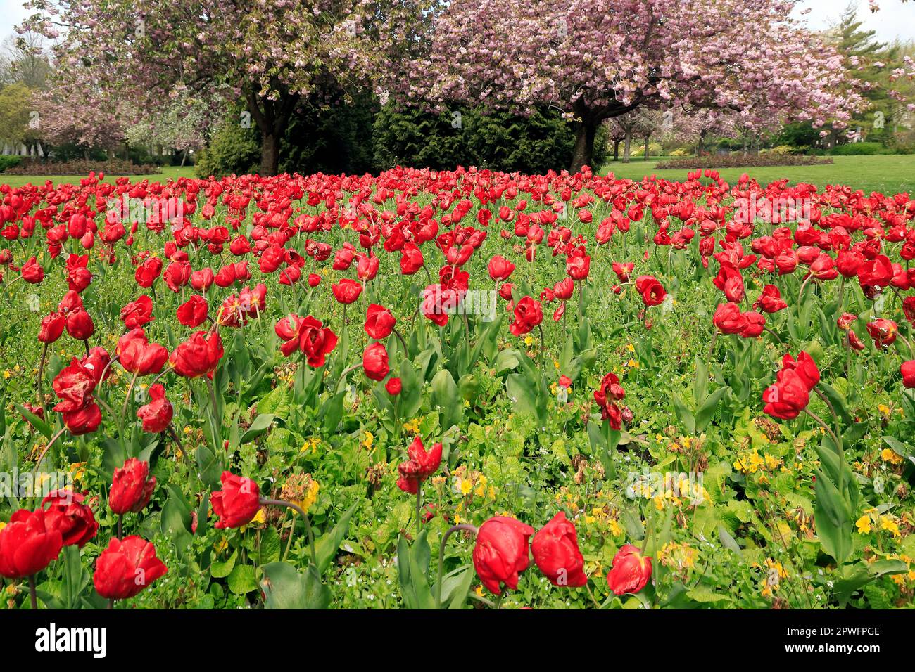 Red tulip flower bed, and cherry blossom, Alexandra Gardens, Cathays ...