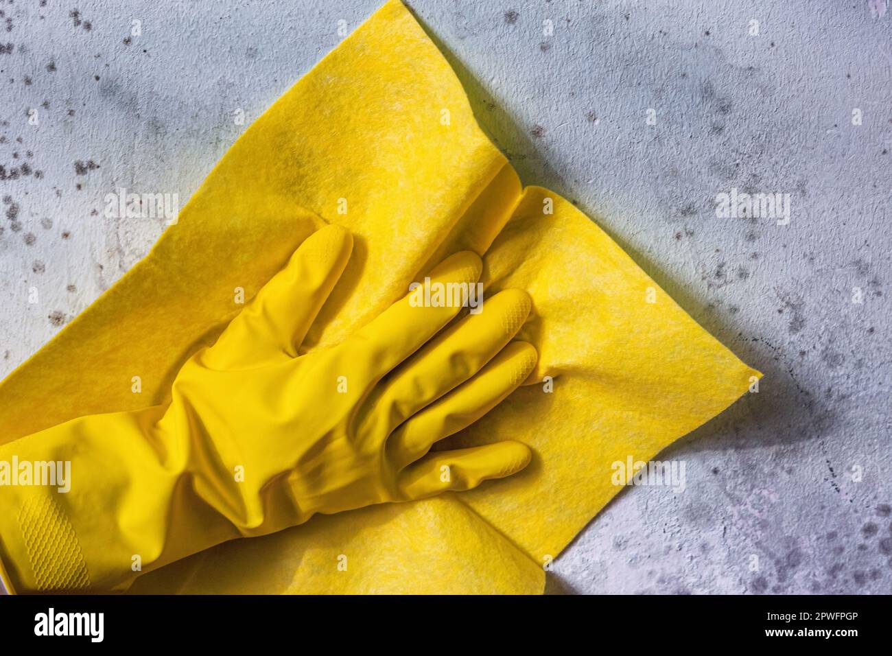 Cleaning the wall from spots of toxic mold and fungus bacteria. Concept ...