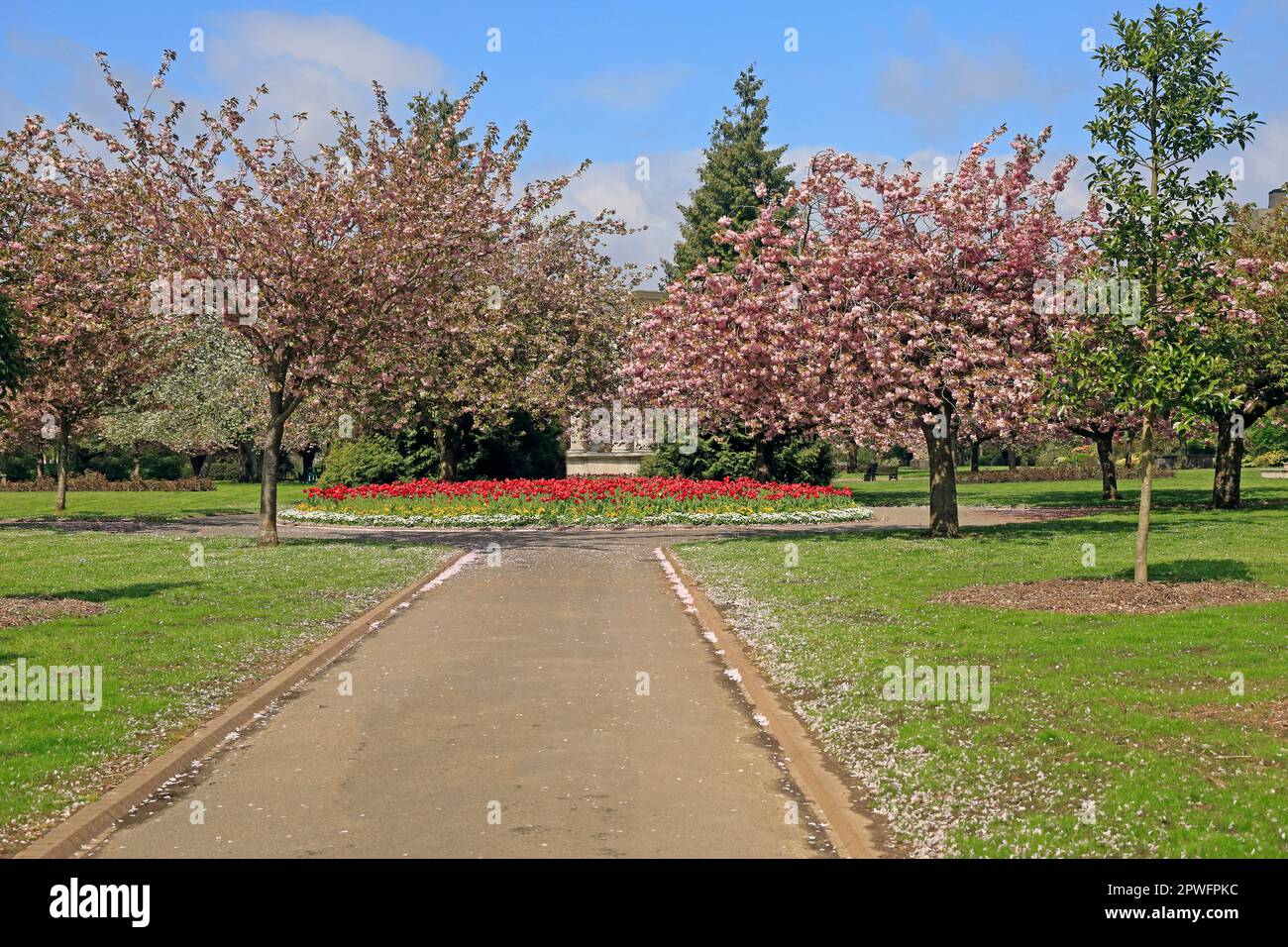 Red tulip flower bed, and cherry blossom,Alexandra Gardens, Cathays ...