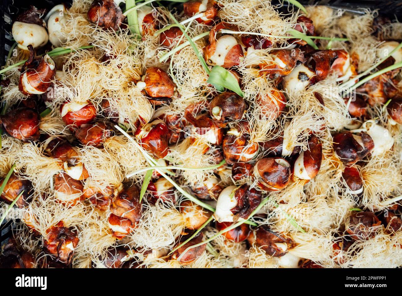 Sprouting tulip bulbs. Flower tubers with roots for planting in the ...