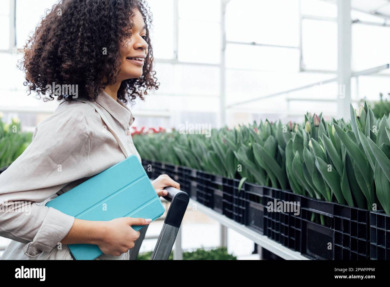 Young cute african girl is using digital tablet to work with tulips in greenhouse. Darkskinned ...
