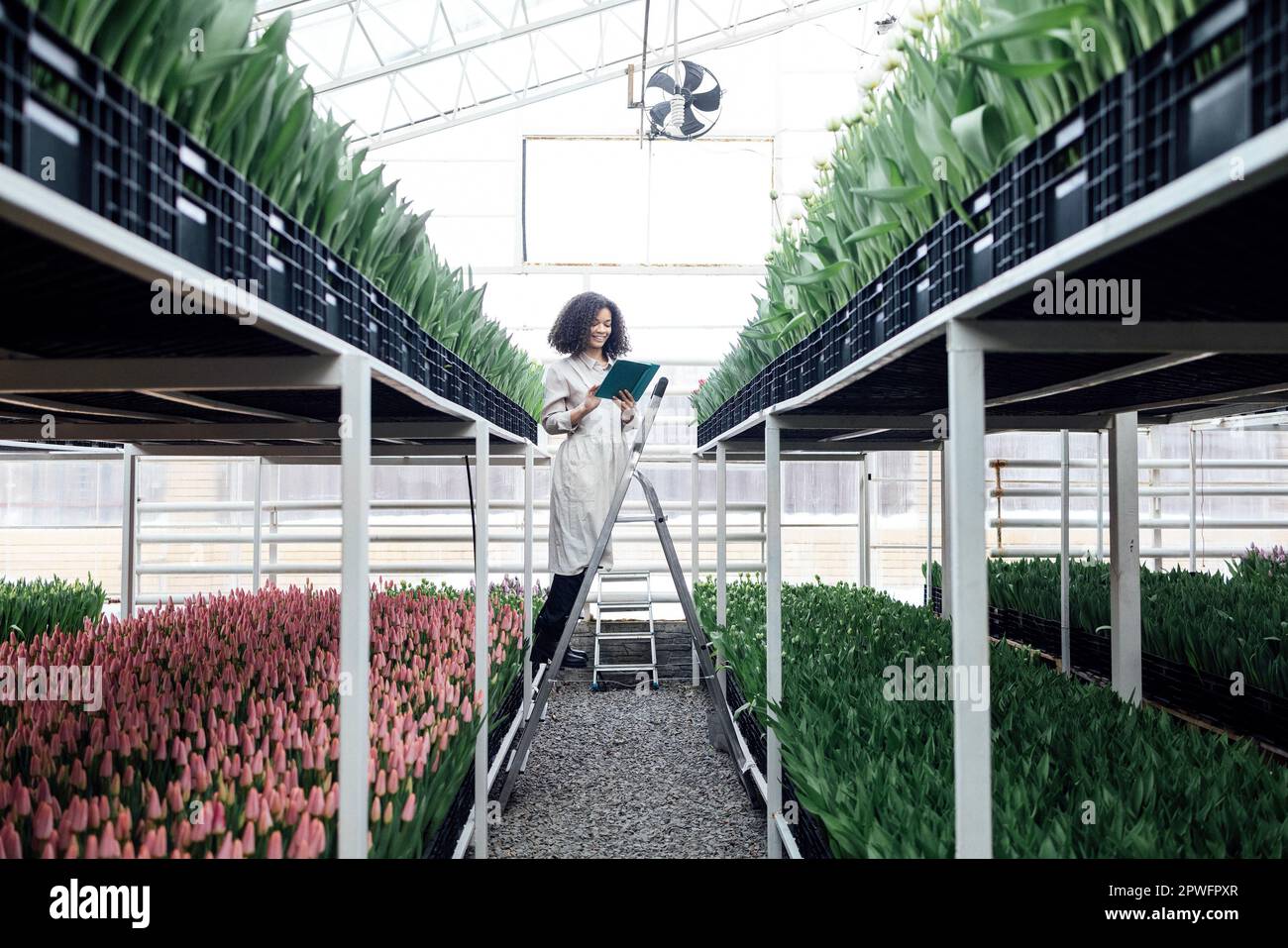 Young cute african girl is using digital tablet to work with tulips in greenhouse. Darkskinned ...