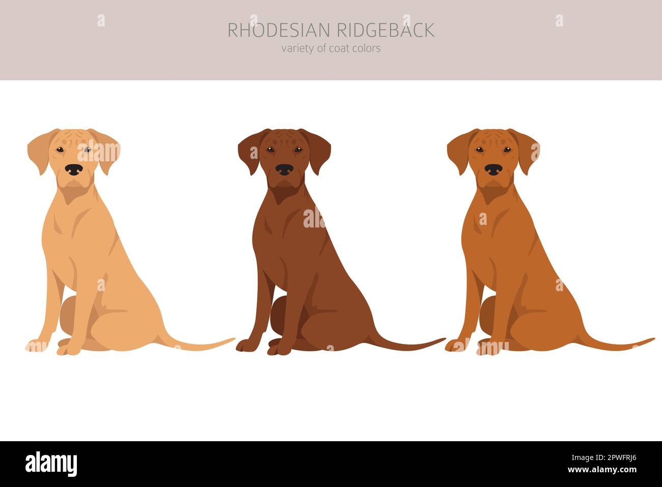 Rhodesian ridgeback clipart. Different poses, coat colors set. Vector ...