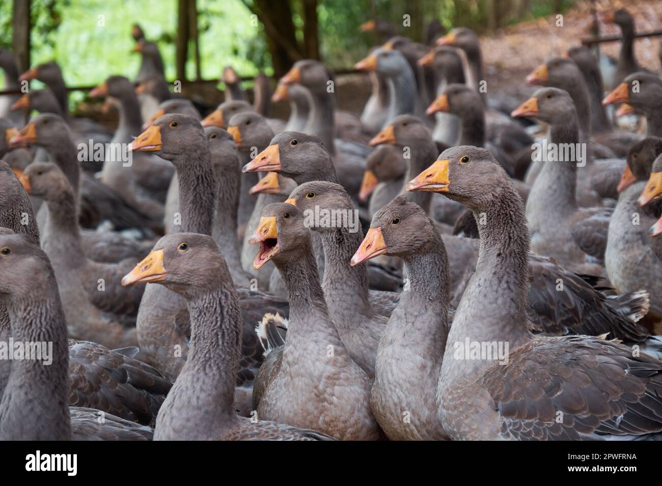 Aviculture breeding hi-res stock photography and images - Alamy