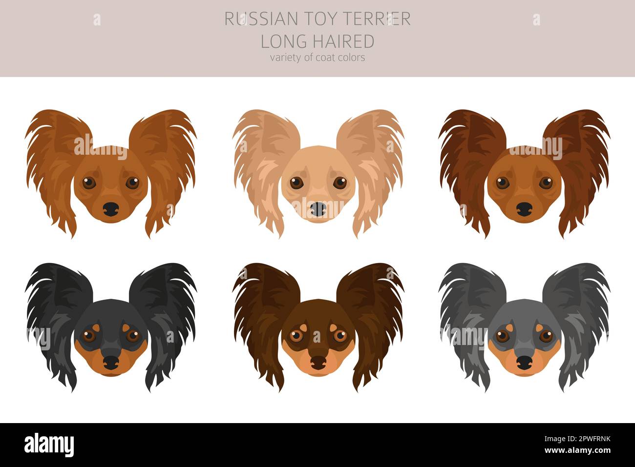 Russian toy terrier longhaired clipart. Different poses, coat colors ...