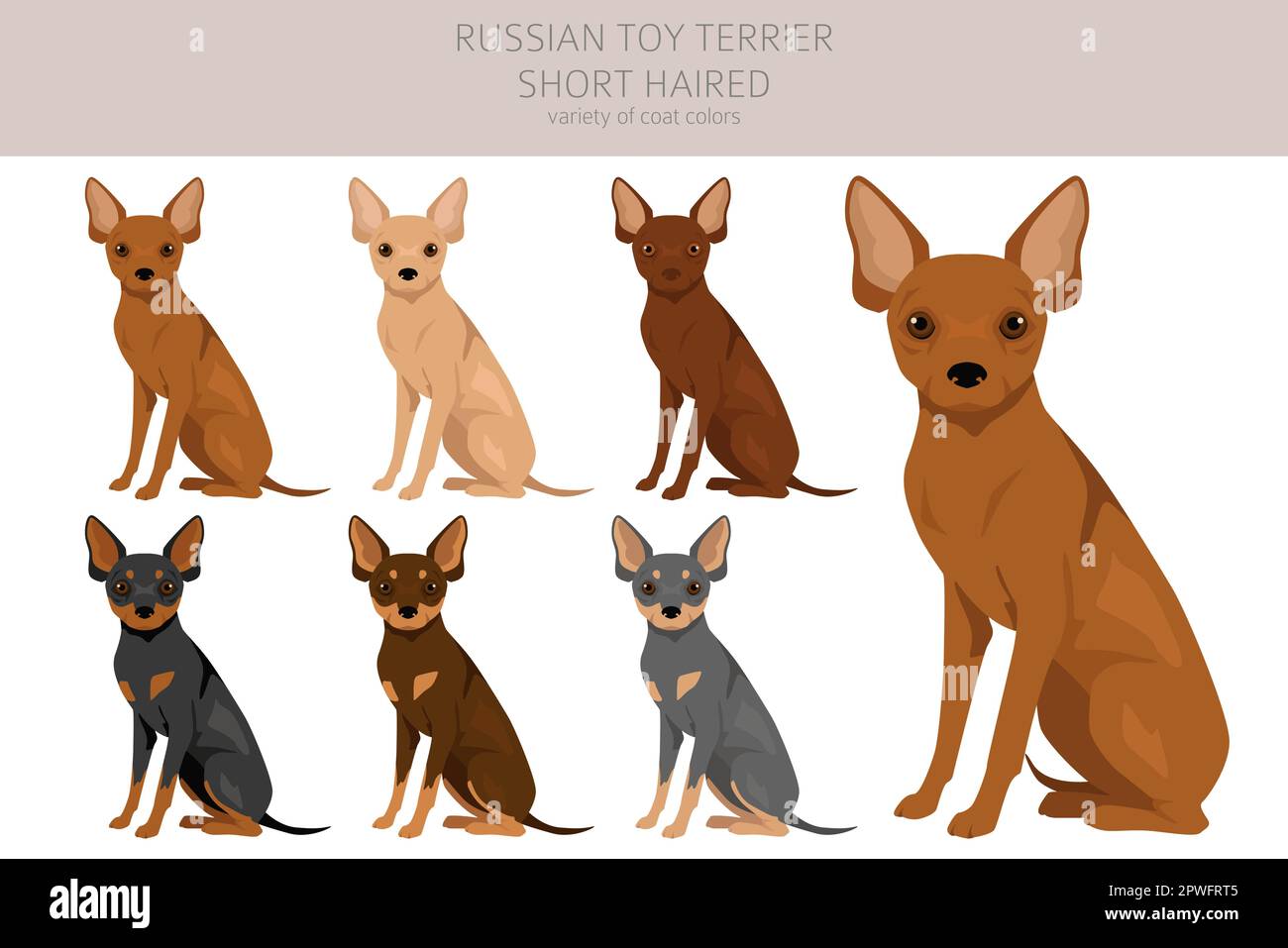 Russian toy terrier shorthaired clipart. Different poses, coat colors ...