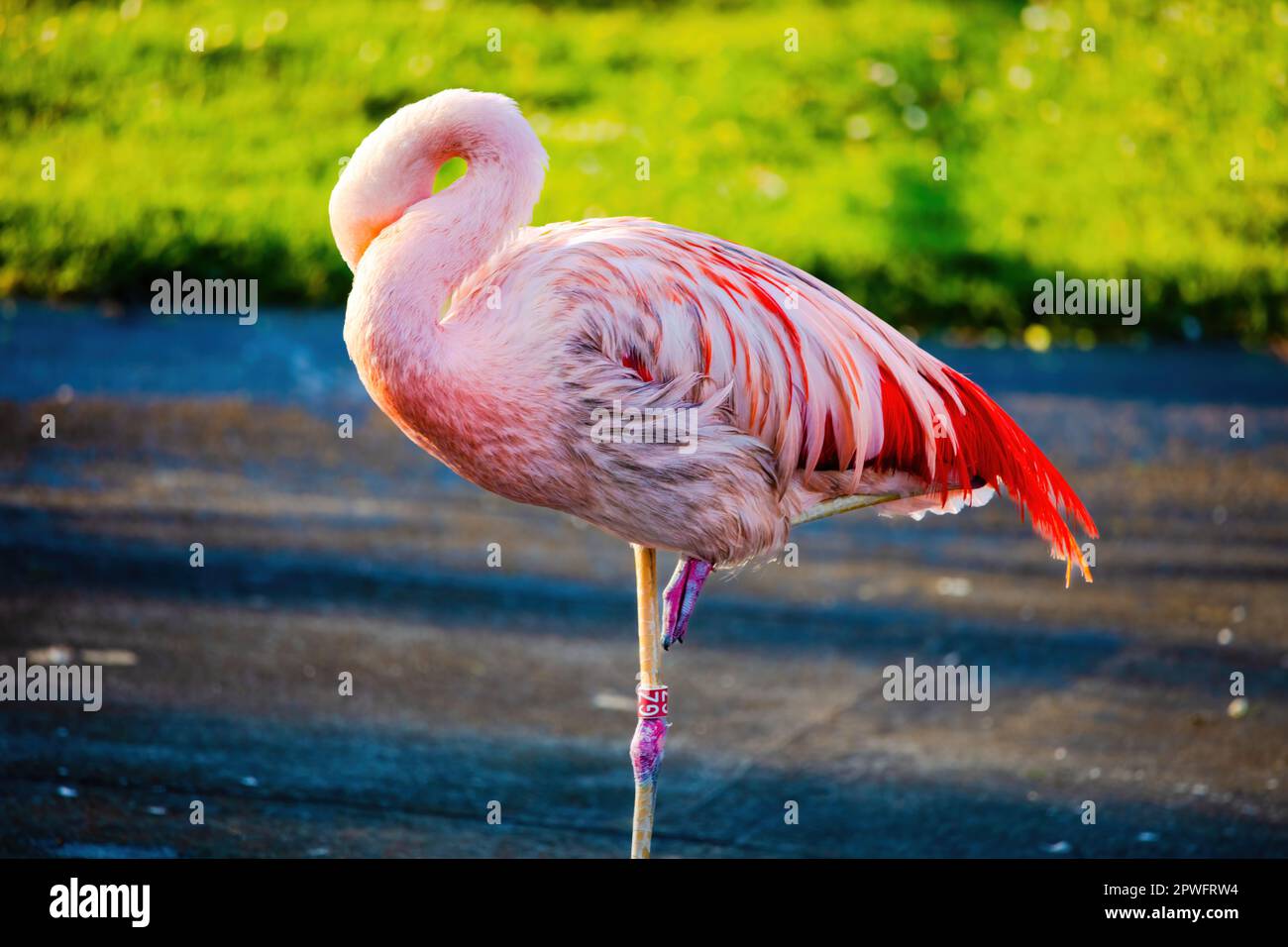 Flamingos walking around in lake hi-res stock photography and images ...