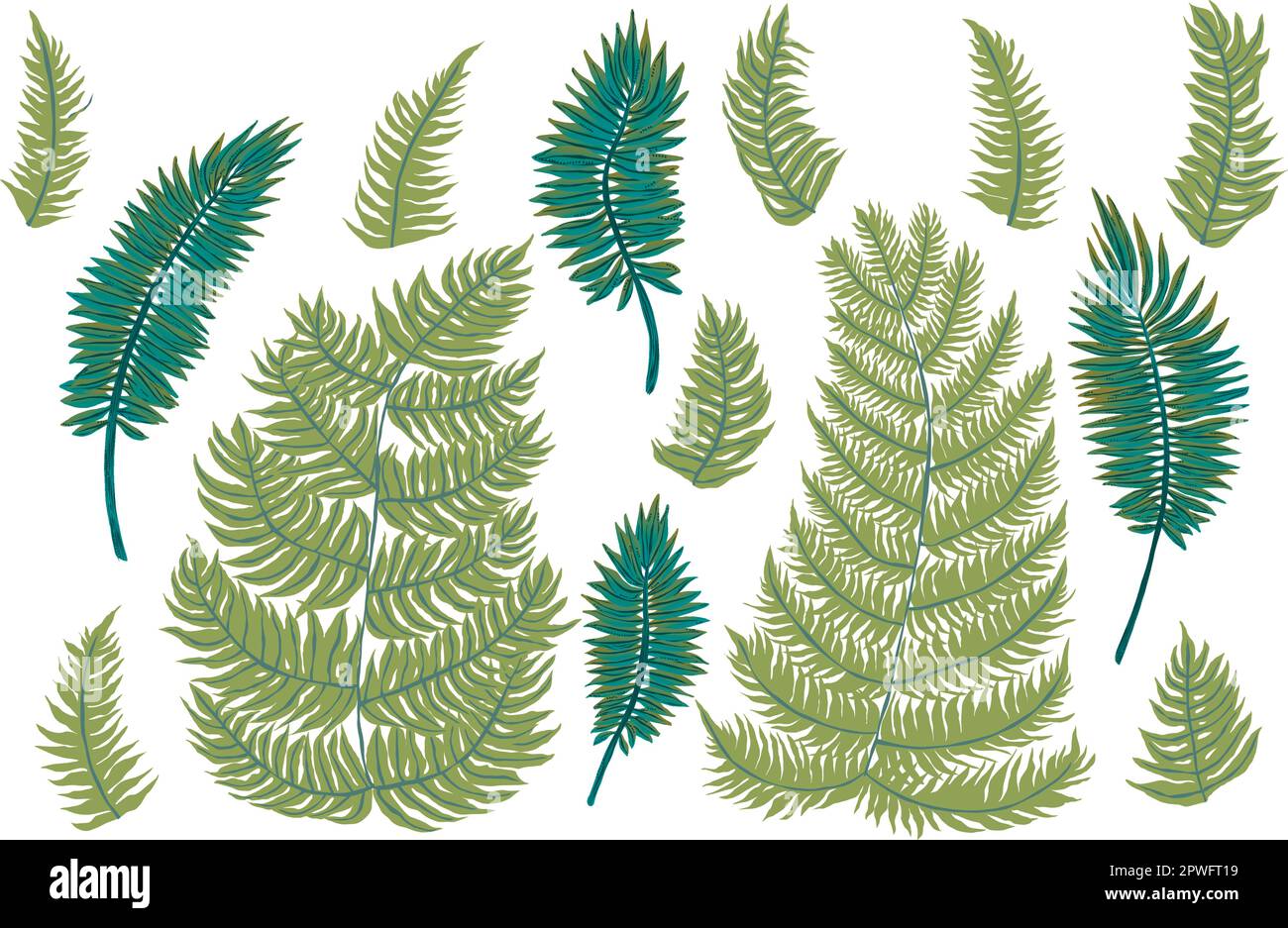 Set of exotic leaves. Ferns. Vector illustration for advertising design ...
