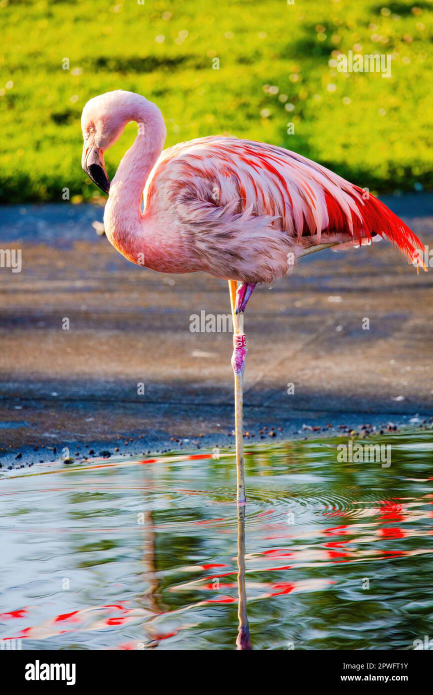 close-up portrait of african flamingo walking around in water Stock ...