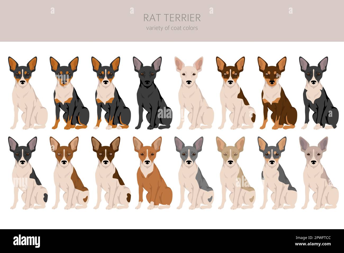Rat terrier clipart. Different poses, coat colors set. Vector ...