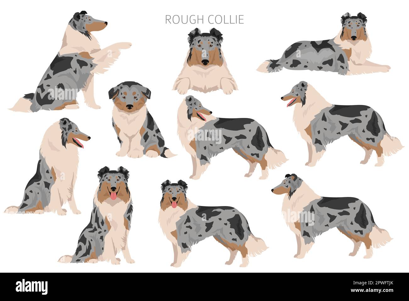 Rough collie clipart. Different poses, coat colors set. Vector ...