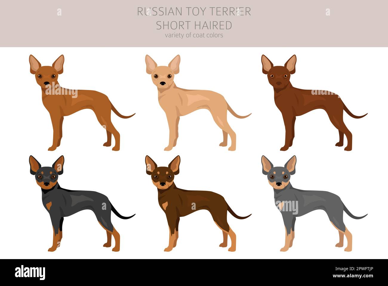 Russian toy terrier shorthaired clipart. Different poses, coat colors ...