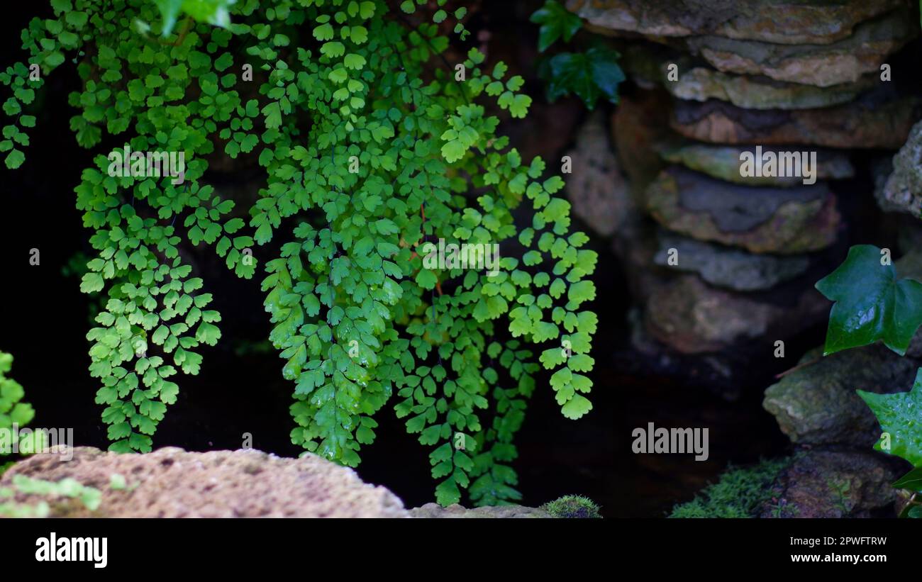 Green leaves of Adiantum raddianum fern in garden against stone wall ...