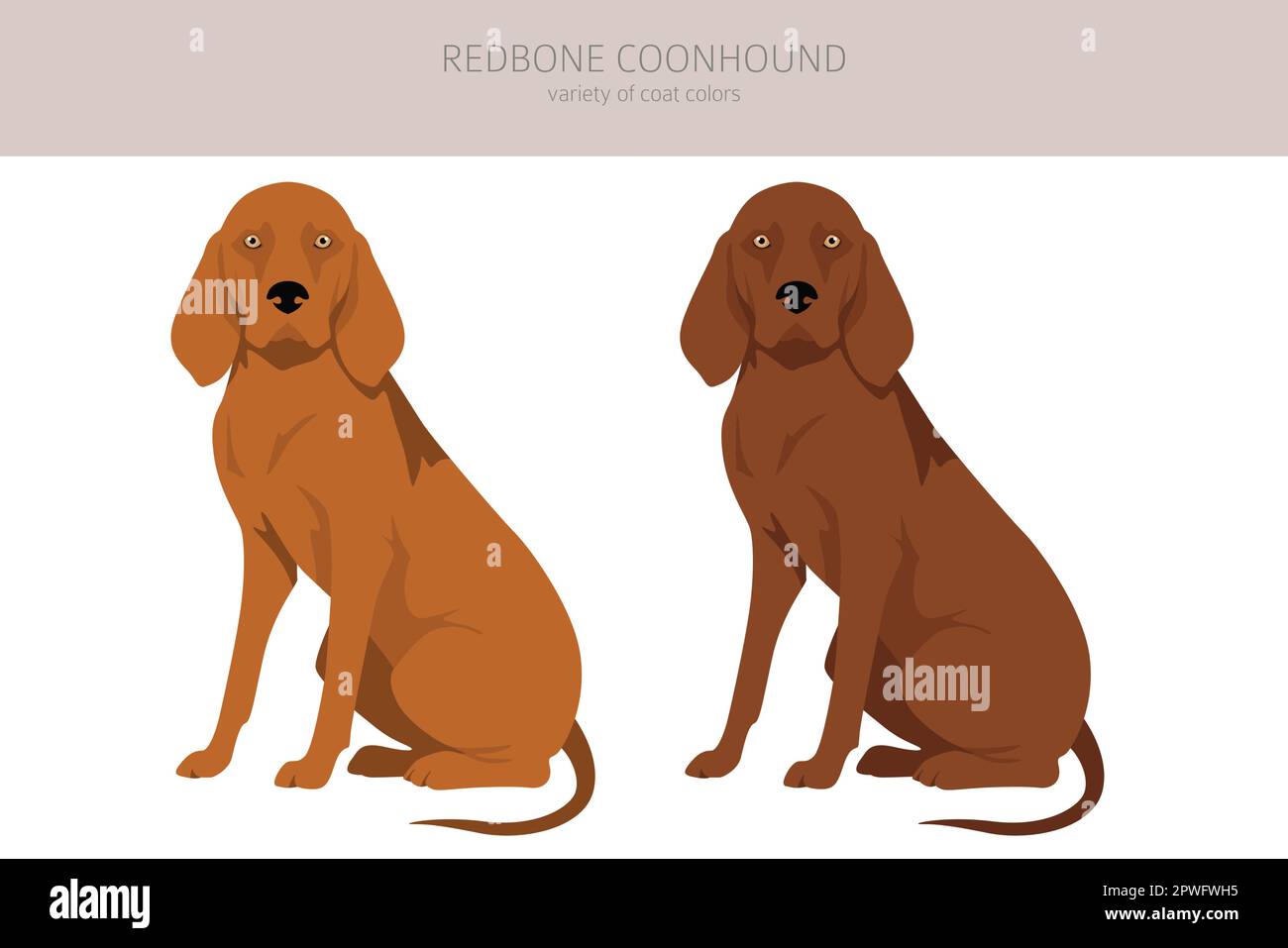 Redbone coonhound clipart. Different poses, coat colors set. Vector ...