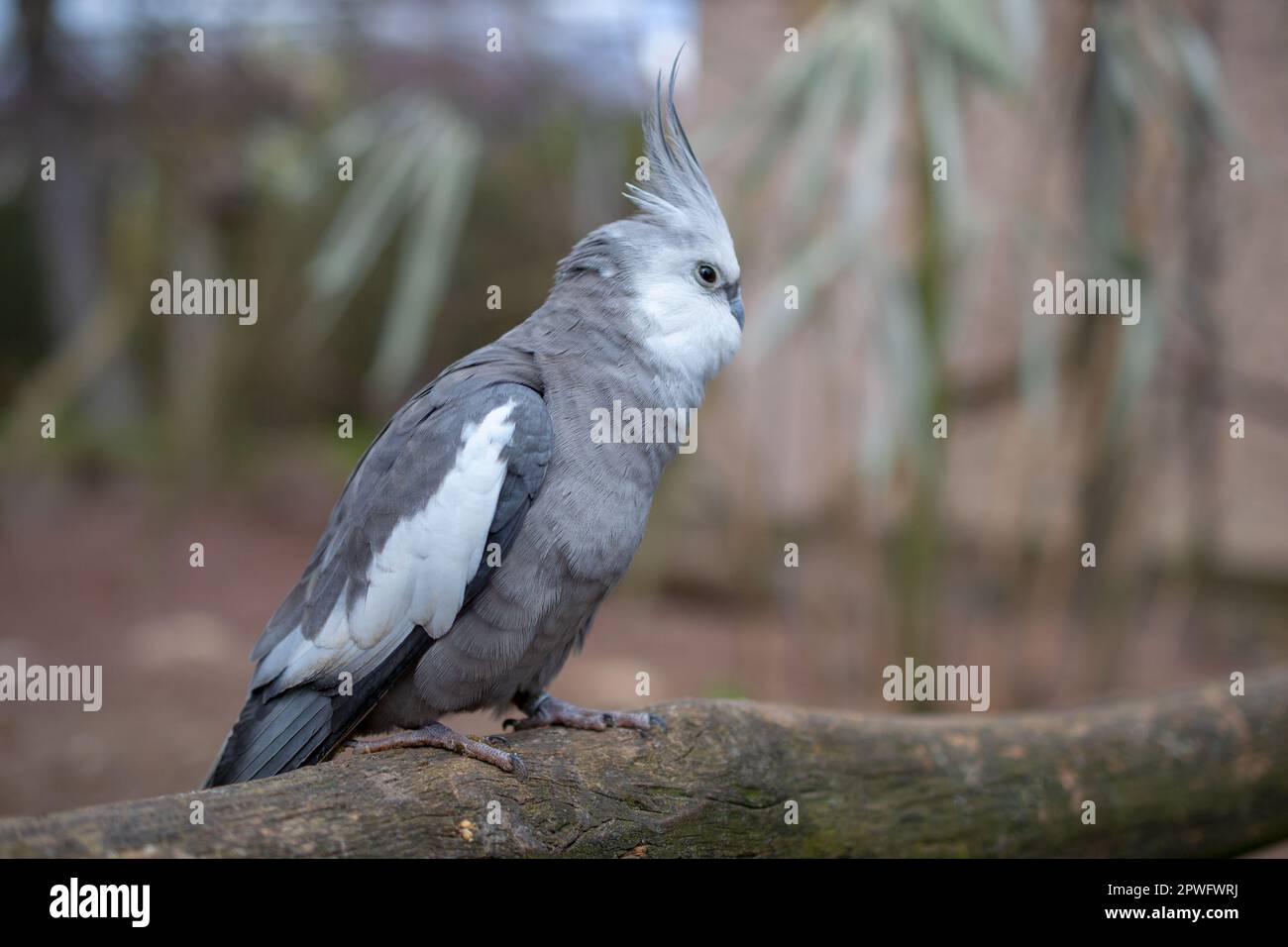 Cockatiels on branch hi-res stock photography and images - Alamy
