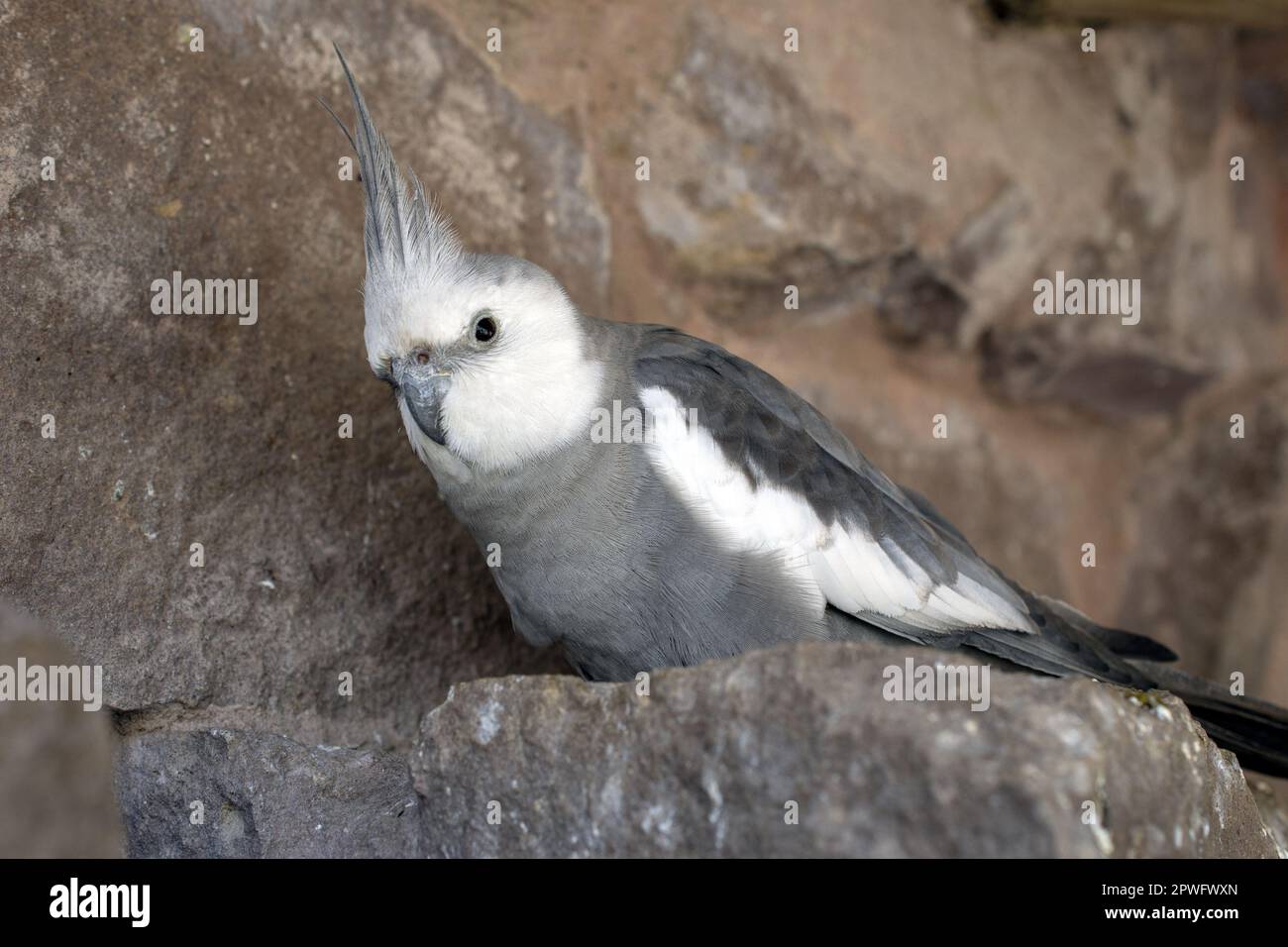 Cockatiels on branch hi-res stock photography and images - Alamy