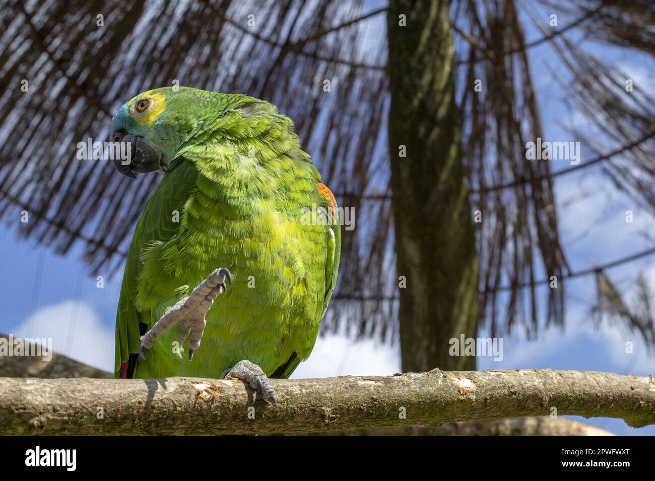 Blue-fronted parrot, Amazona aestiva. Parrot Stock Photo - Alamy