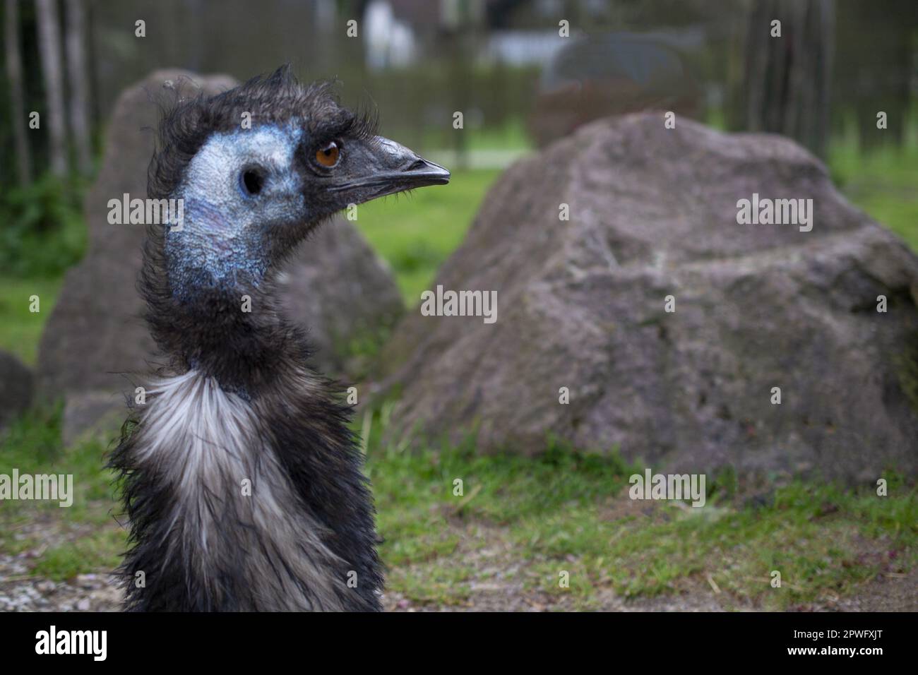 The emu bird in the meadow, endemic animal in the family Casuariidae ...