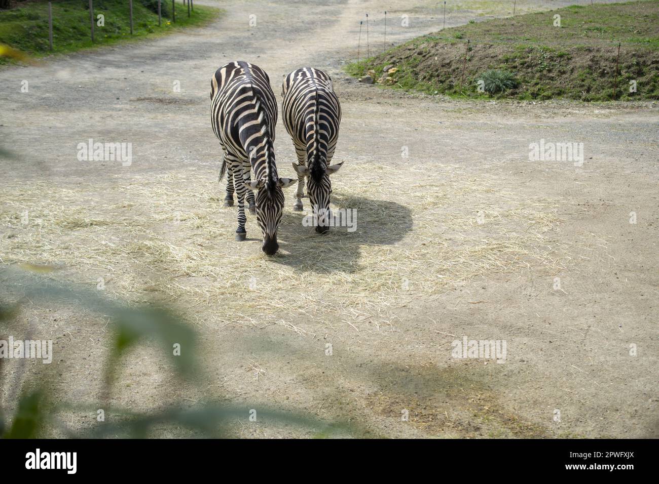 Pair of Zebras on the graze on the farm Stock Photo - Alamy