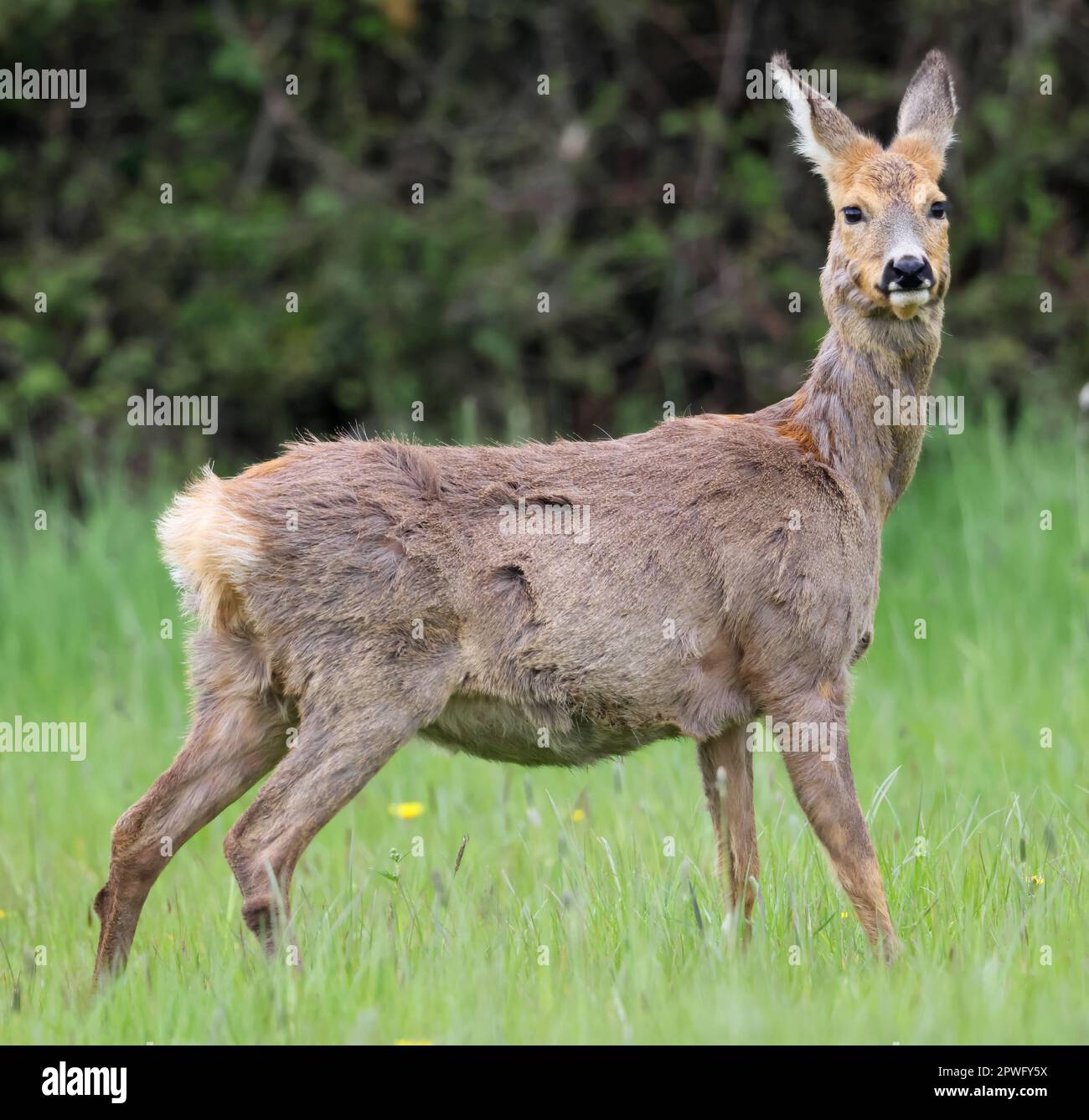 Roe Deer doe (Capreolus capreolus) in the Cotswold Hills UK during the ...